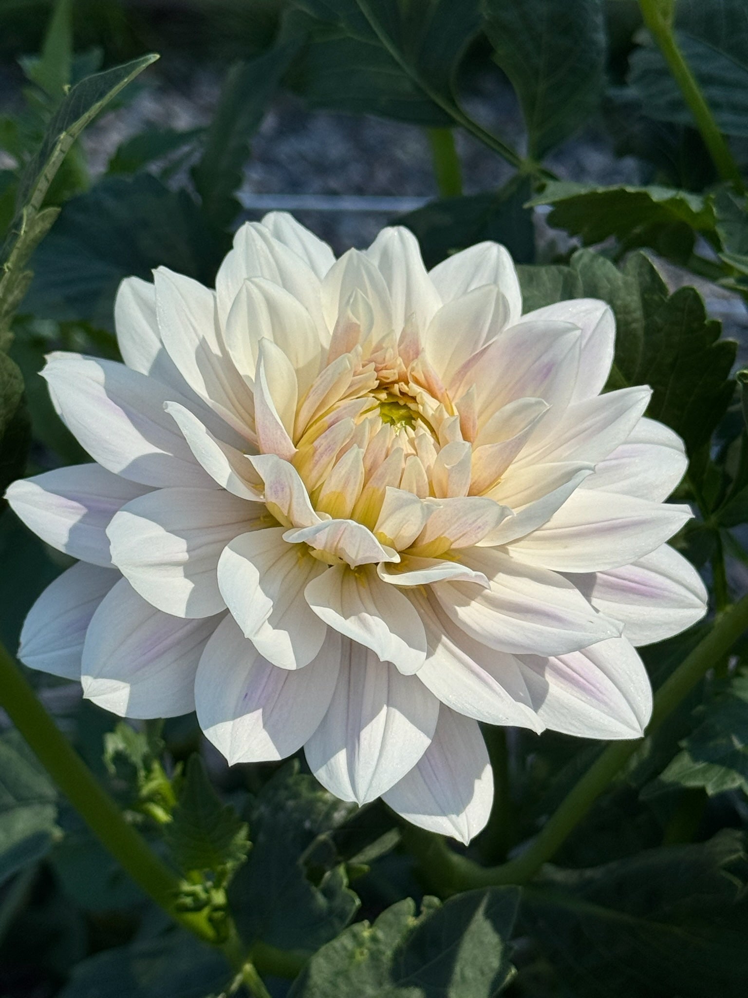 Quart Sized Dahlia Plants for Sale - Dapper Dahlias By Moose
