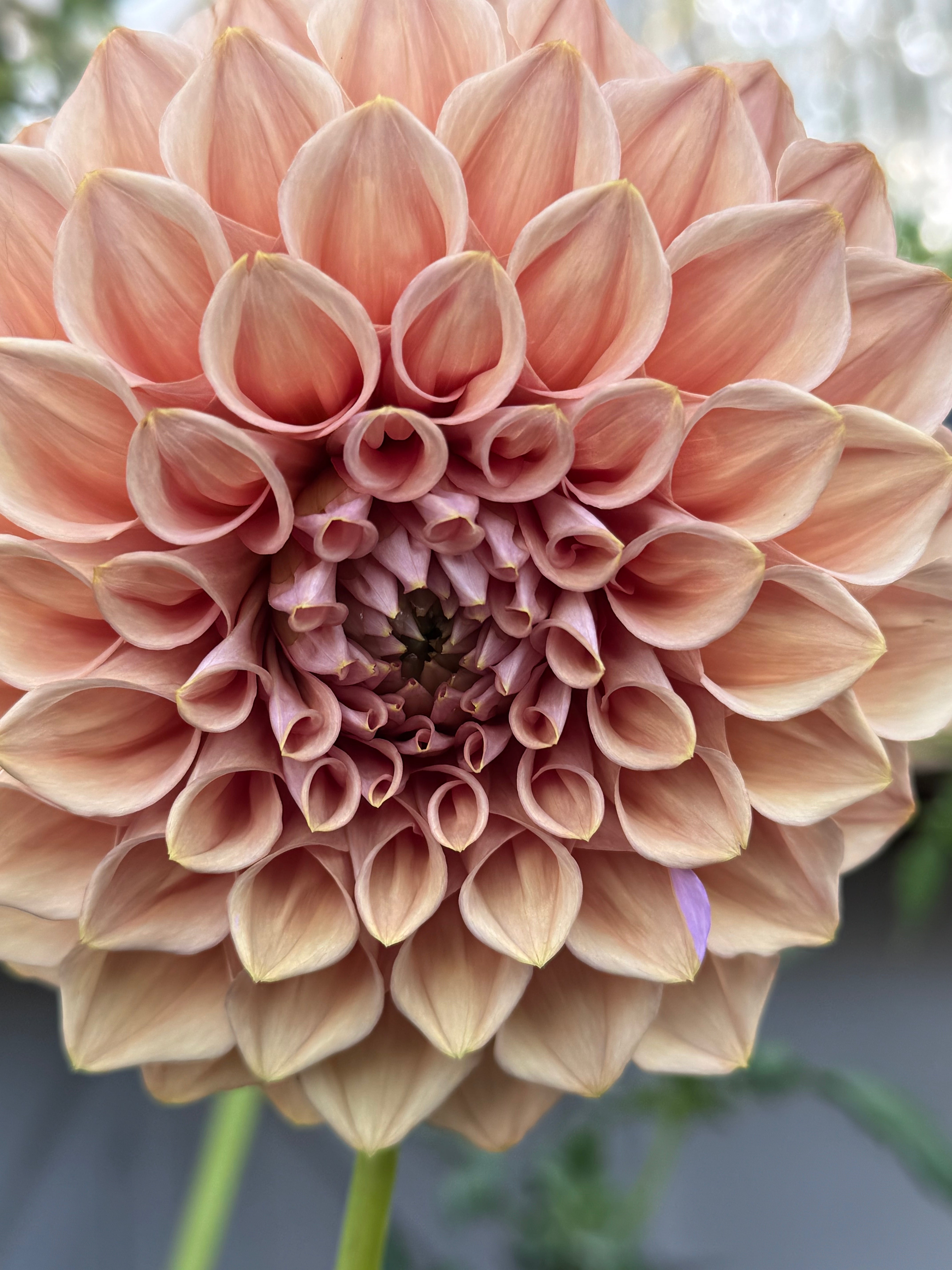 Rooted Cuttings Shipping April 1 - May 15 – Page 11 – Dapper Dahlias By ...