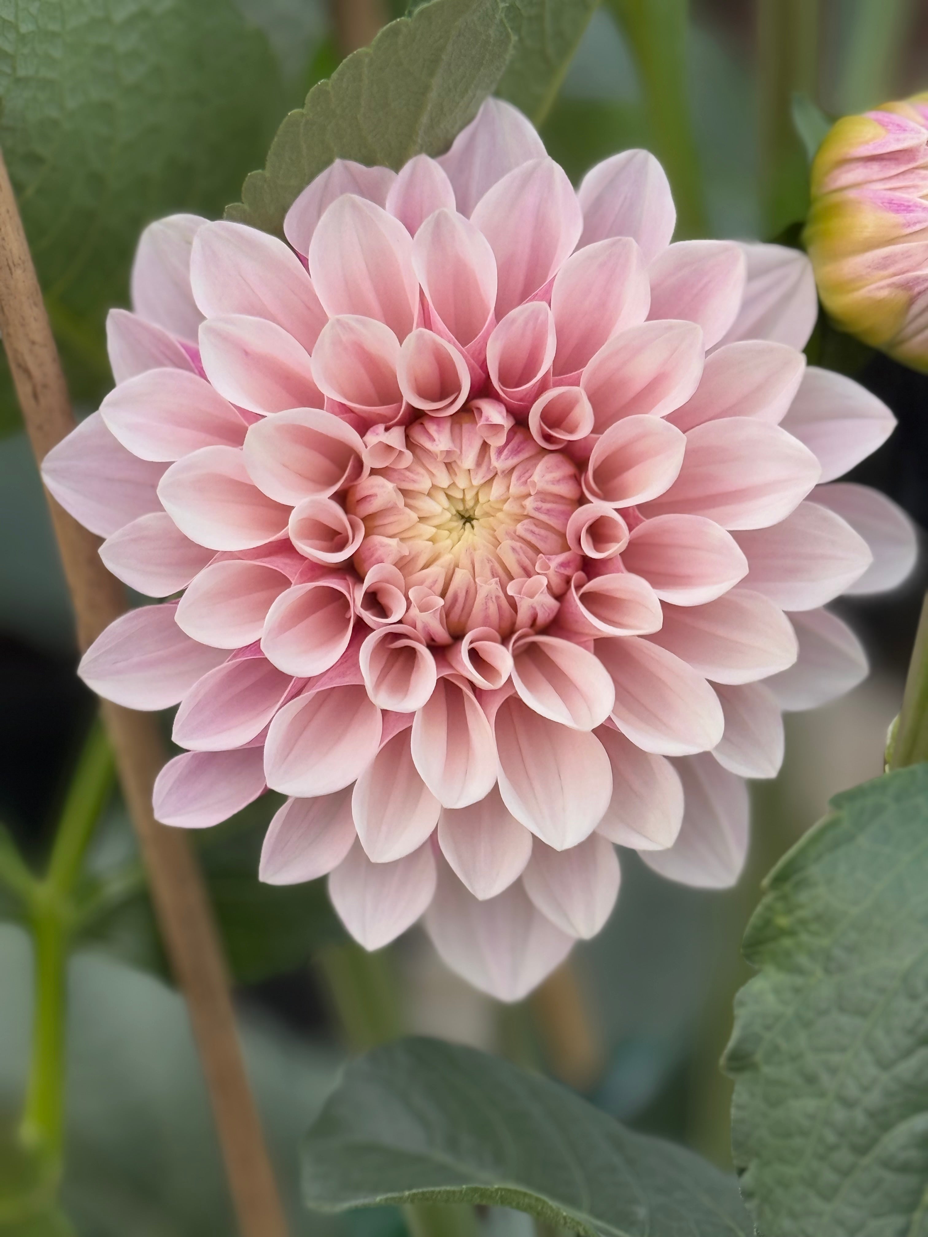 Florelie Dahlias: Australian Originals in Full Bloom – Dapper Dahlias ...