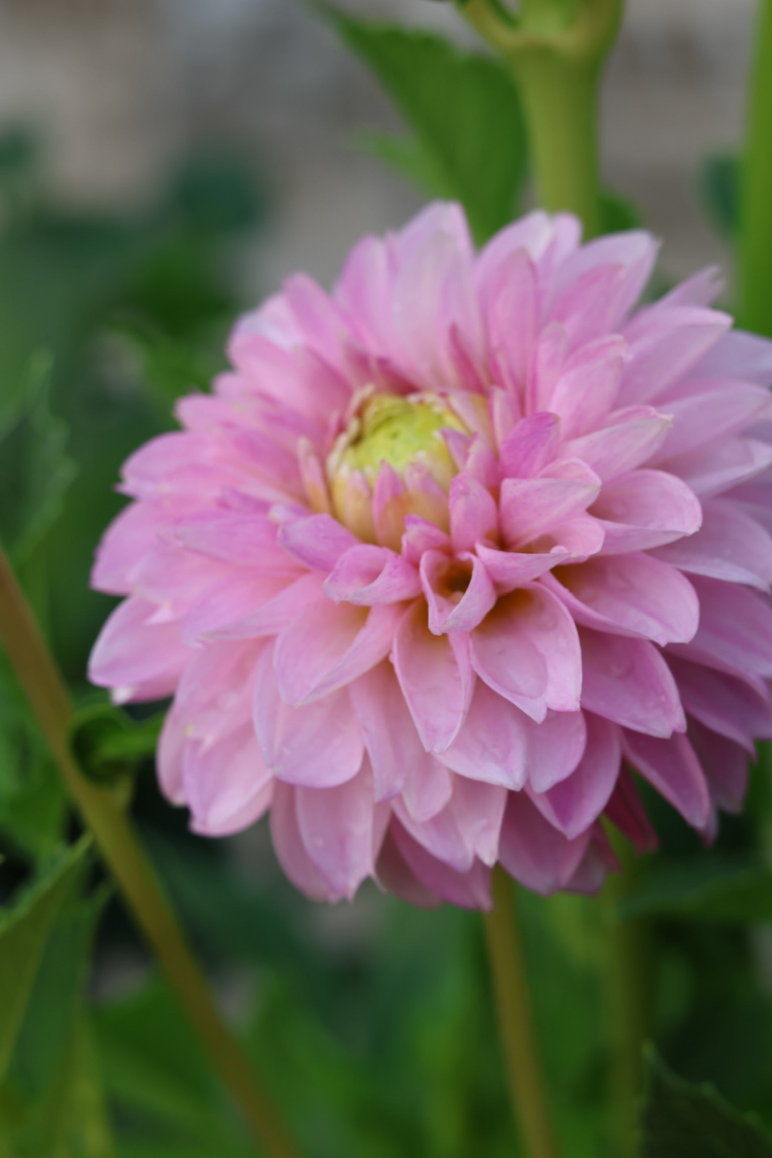 Canadian Dahlias – Dapper Dahlias By Moose