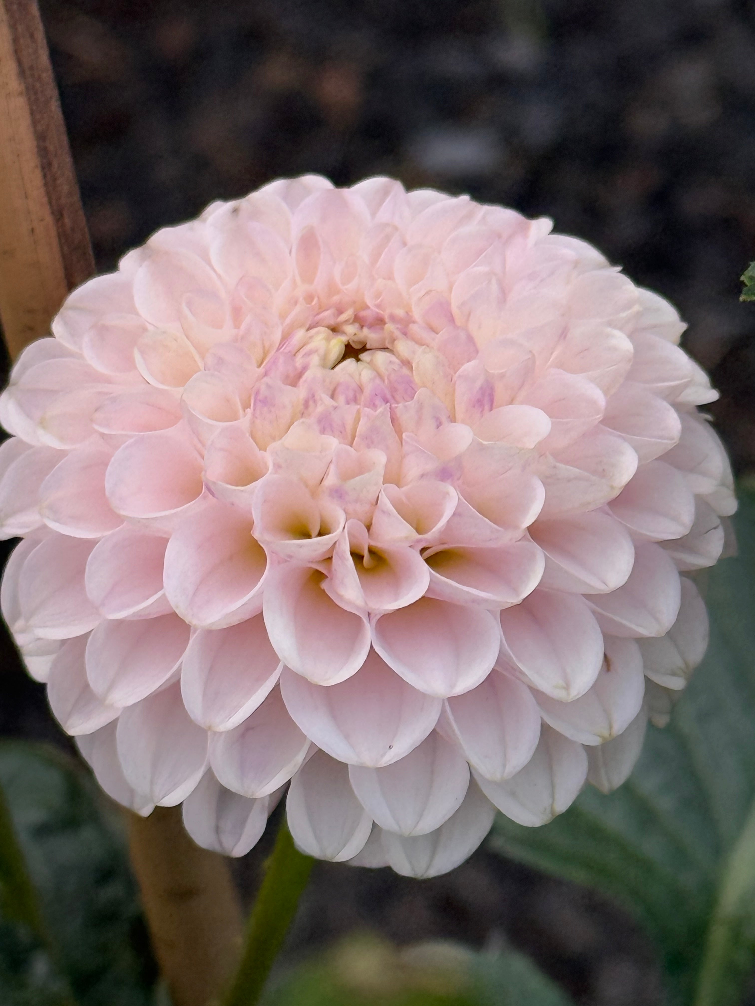 Skeena Dahlias: Wild Beauty from Canada – Dapper Dahlias By Moose
