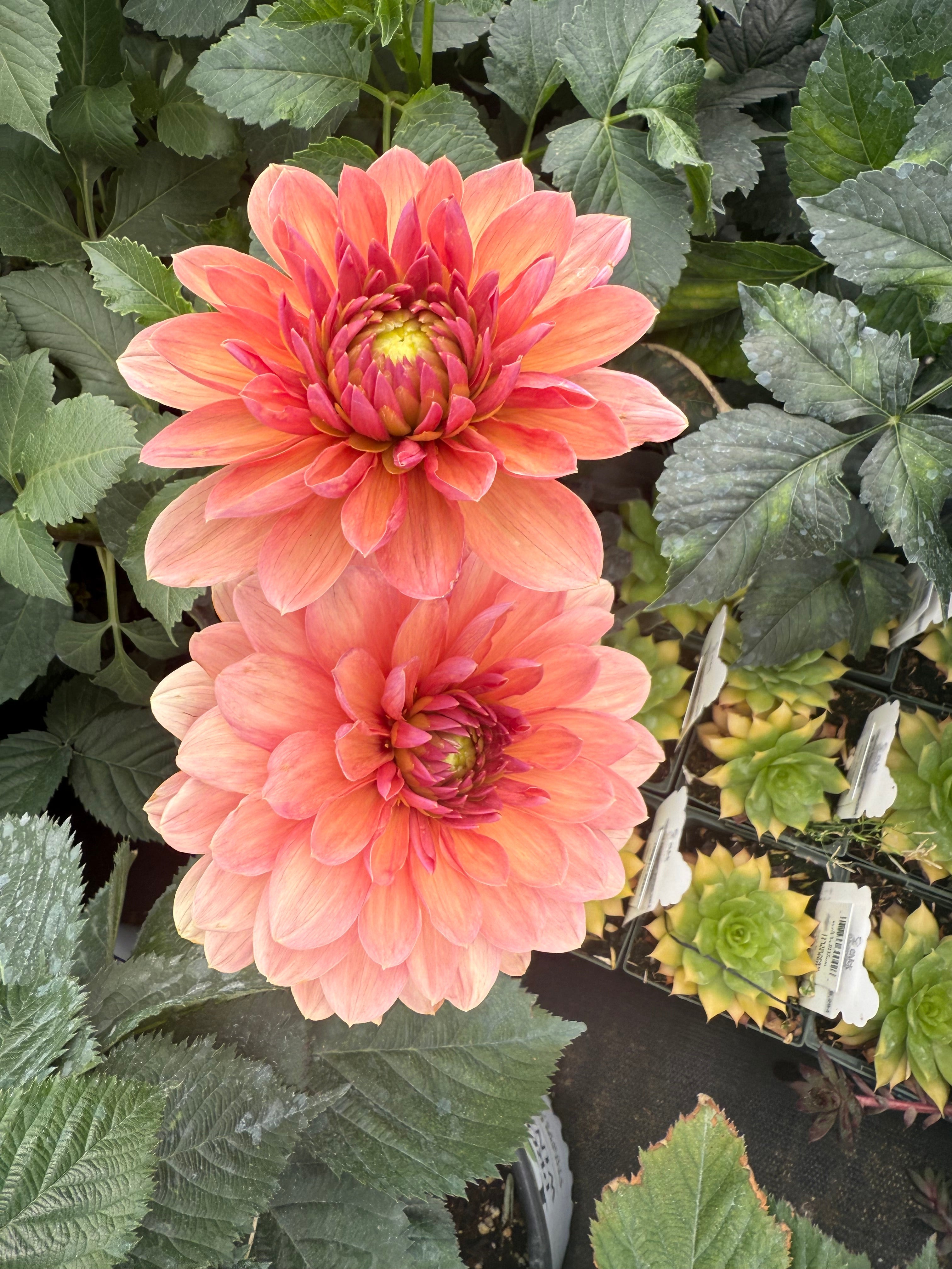 Moose’s French Collection: Petals with Parisian Flair – Dapper Dahlias ...