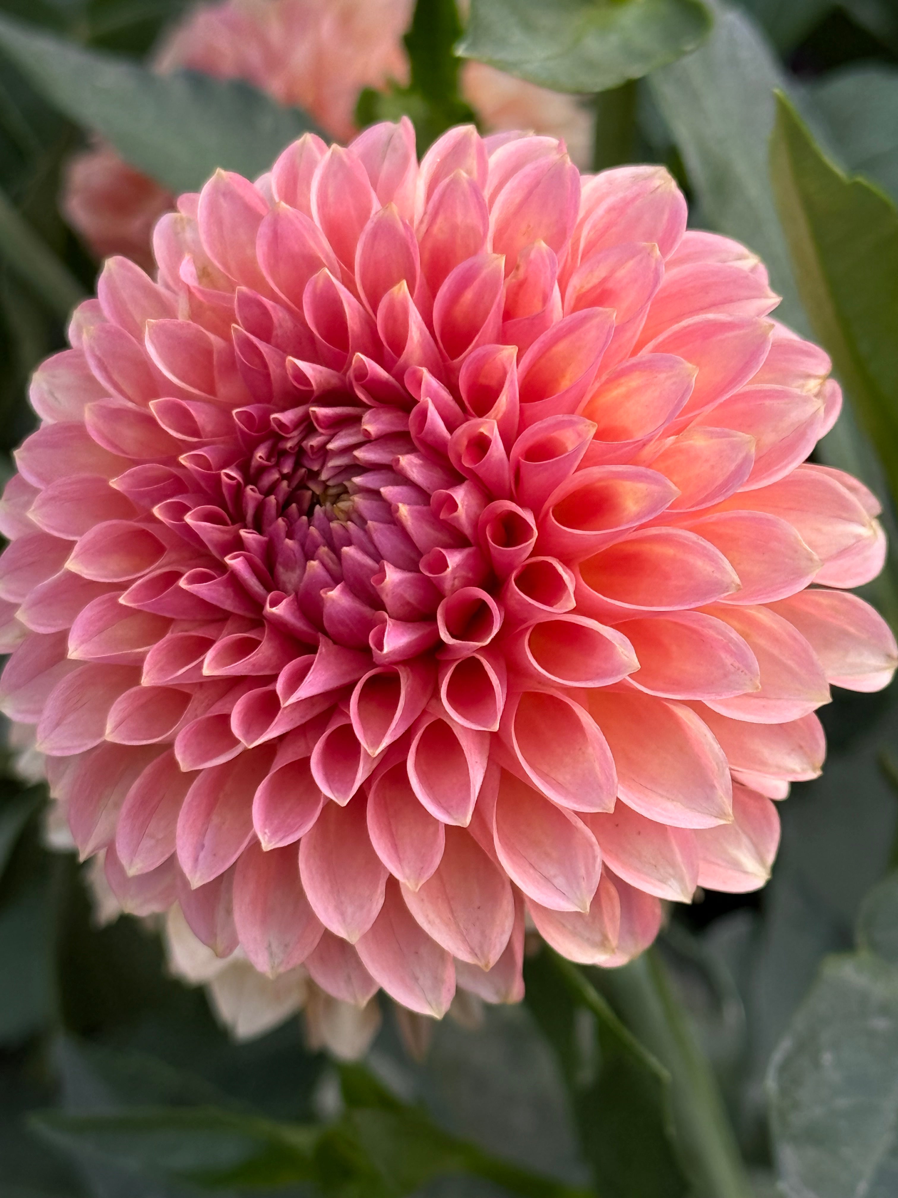 RM Dahlias: Hailey & Mike’s River Merle Originals – Dapper Dahlias By Moose
