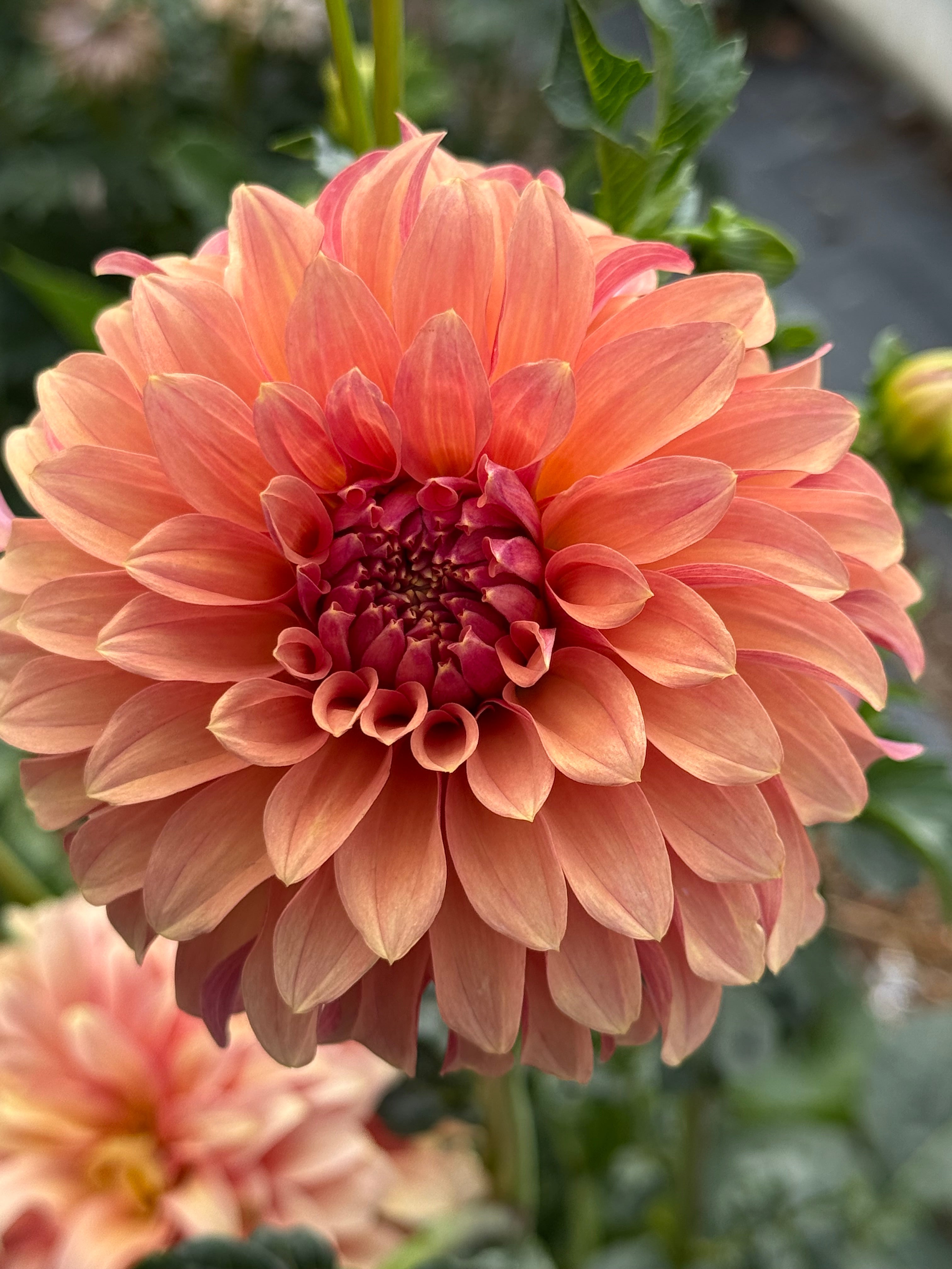 River’s Dahlias: Eugene & Rosie’s Modern Masterpieces – Dapper Dahlias ...