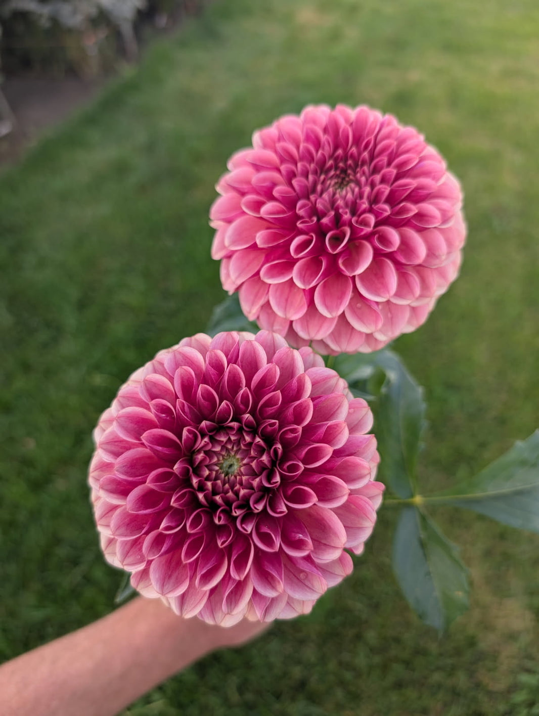 Levi’s Dahlias: Bold Blooms by Levi Dahl – Dapper Dahlias By Moose