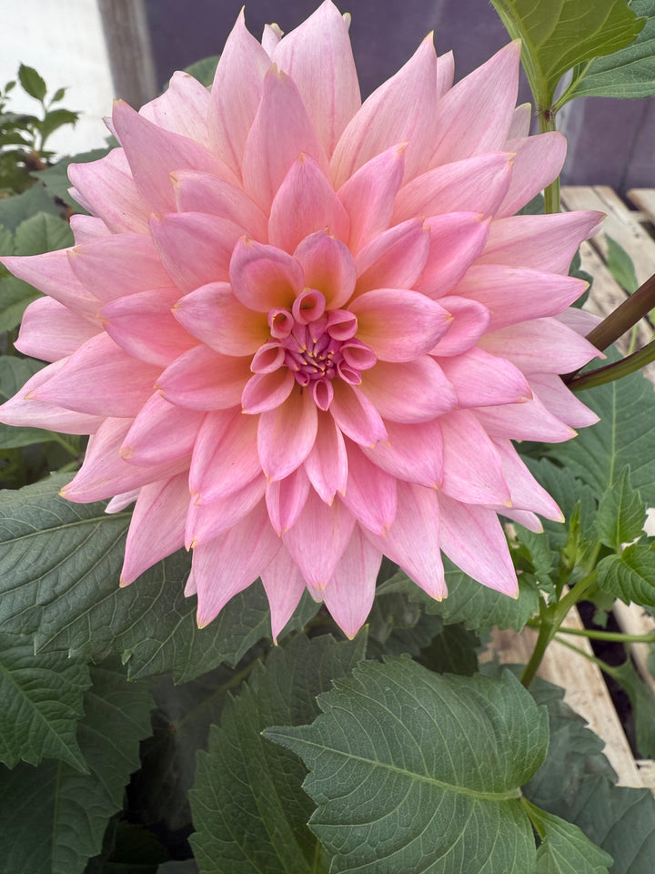 Lee’s Dahlias: Bold Breeding by Lee Carlton – Dapper Dahlias By Moose