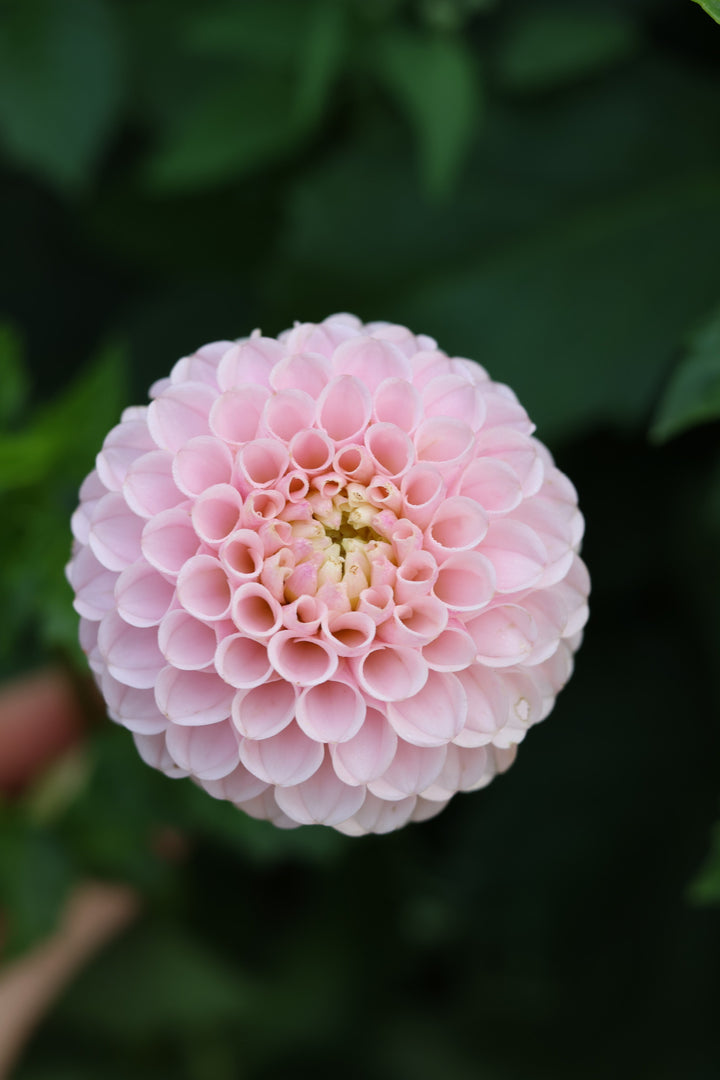 Hapet Dahlias: Austrian Elegance by Peter Haslhofer – Dapper Dahlias By ...