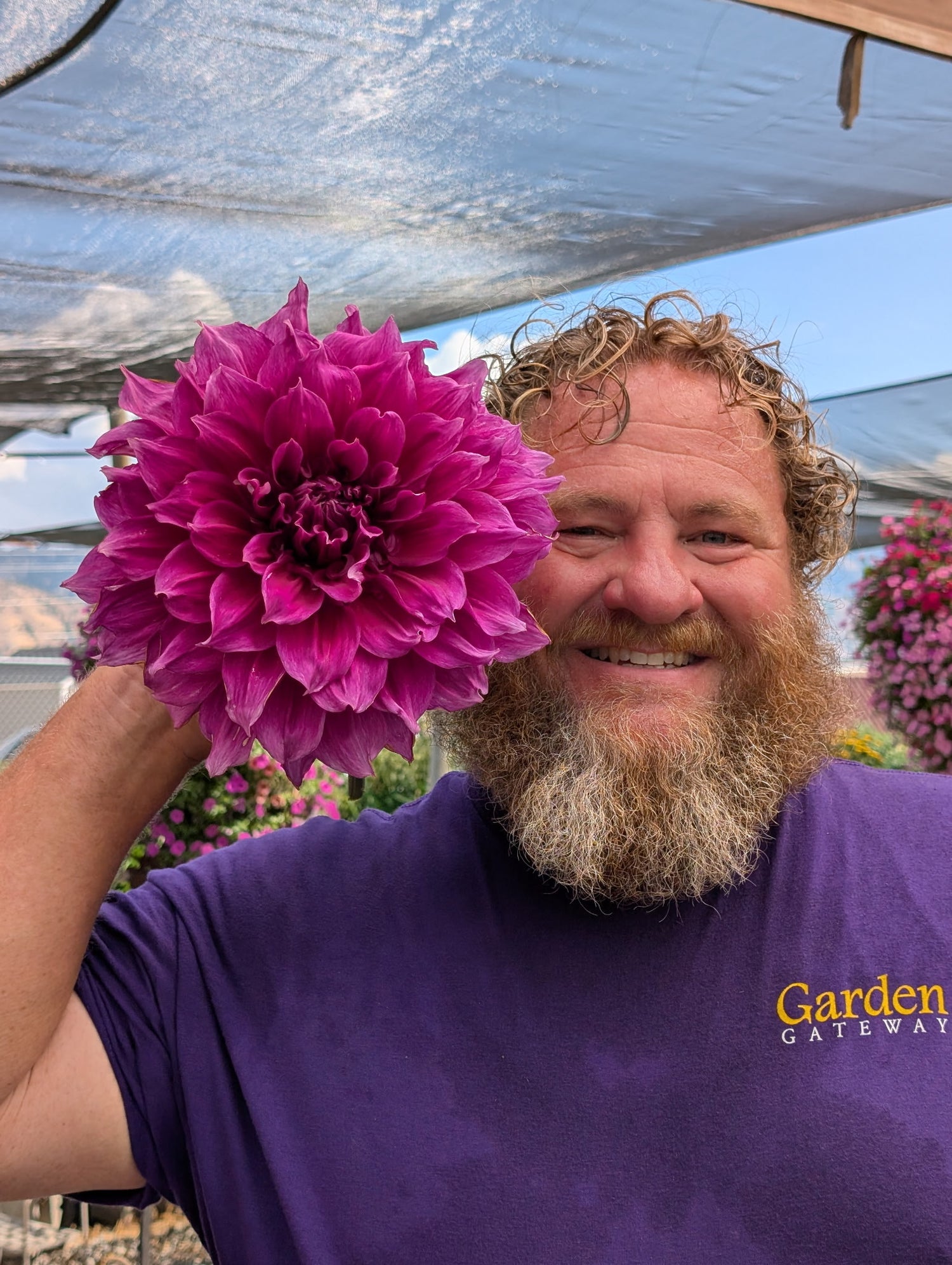Dapper Dahlias By Moose