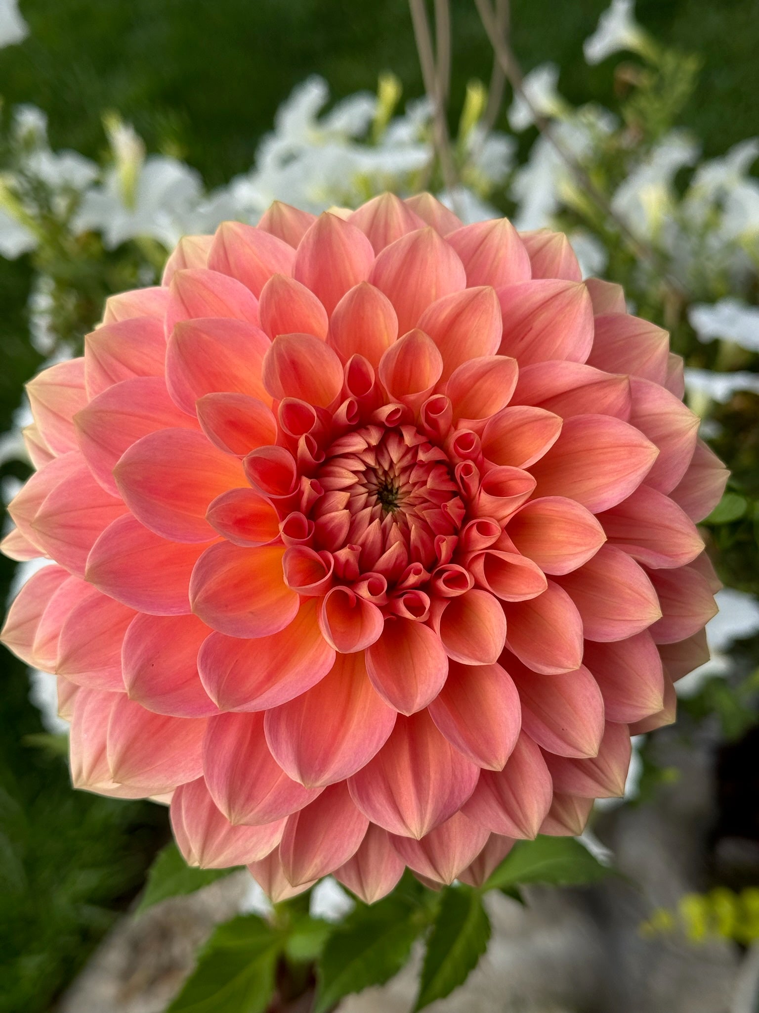 Lakeview Lady Rooted Cuttings Shipping Apr 1 - May 15 – Dapper Dahlias ...