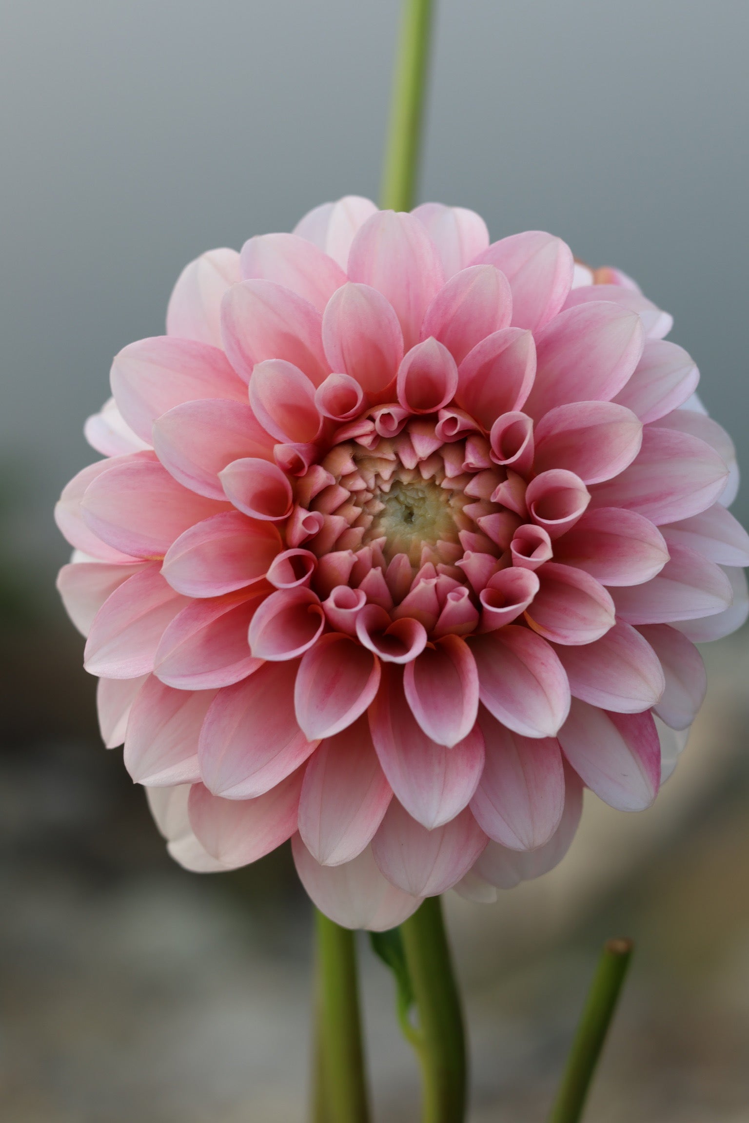 From Craig Bell’s Fields: The Bell’s Dahlia Collection – Dapper Dahlias ...
