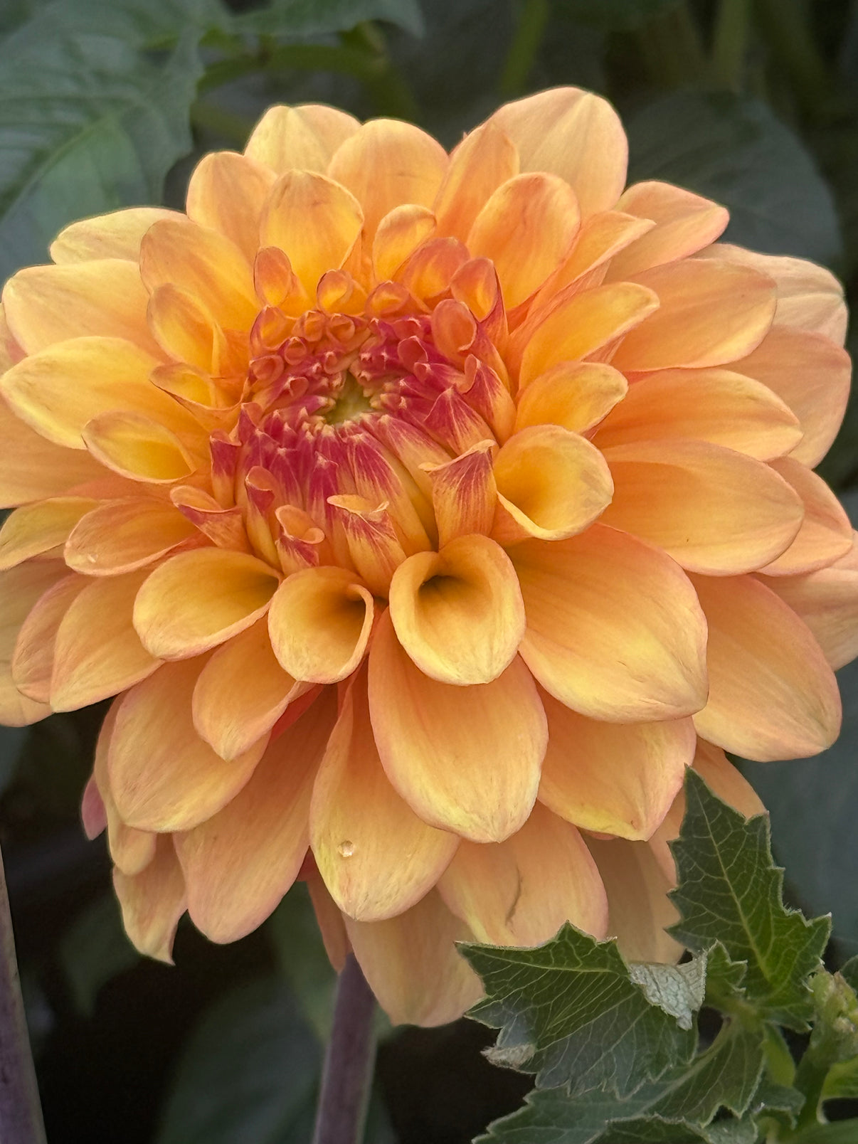 Lee’s Golden Ruffle Rooted Cutting Shipping Apr 1 - May 15 – Dapper ...