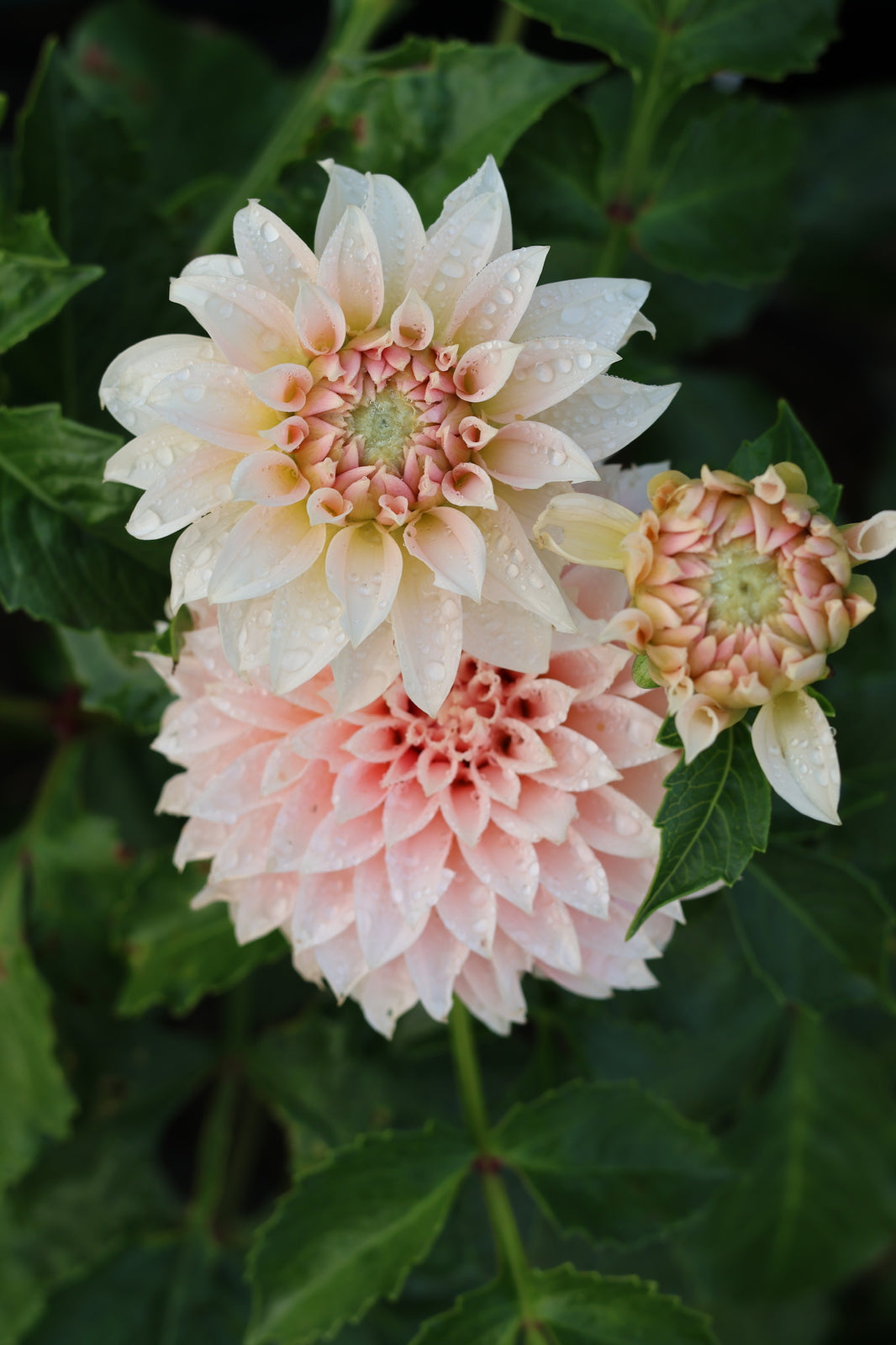 From Craig Bell’s Fields: The Bell’s Dahlia Collection – Dapper Dahlias ...