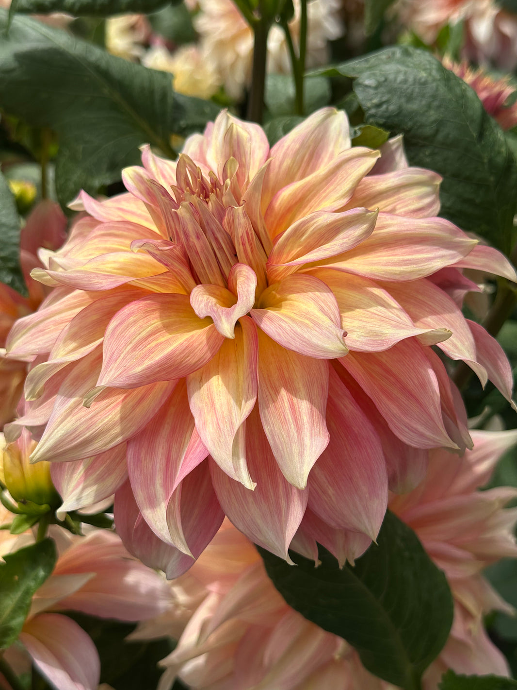RM Dahlias: Hailey & Mike’s River Merle Originals – Dapper Dahlias By Moose