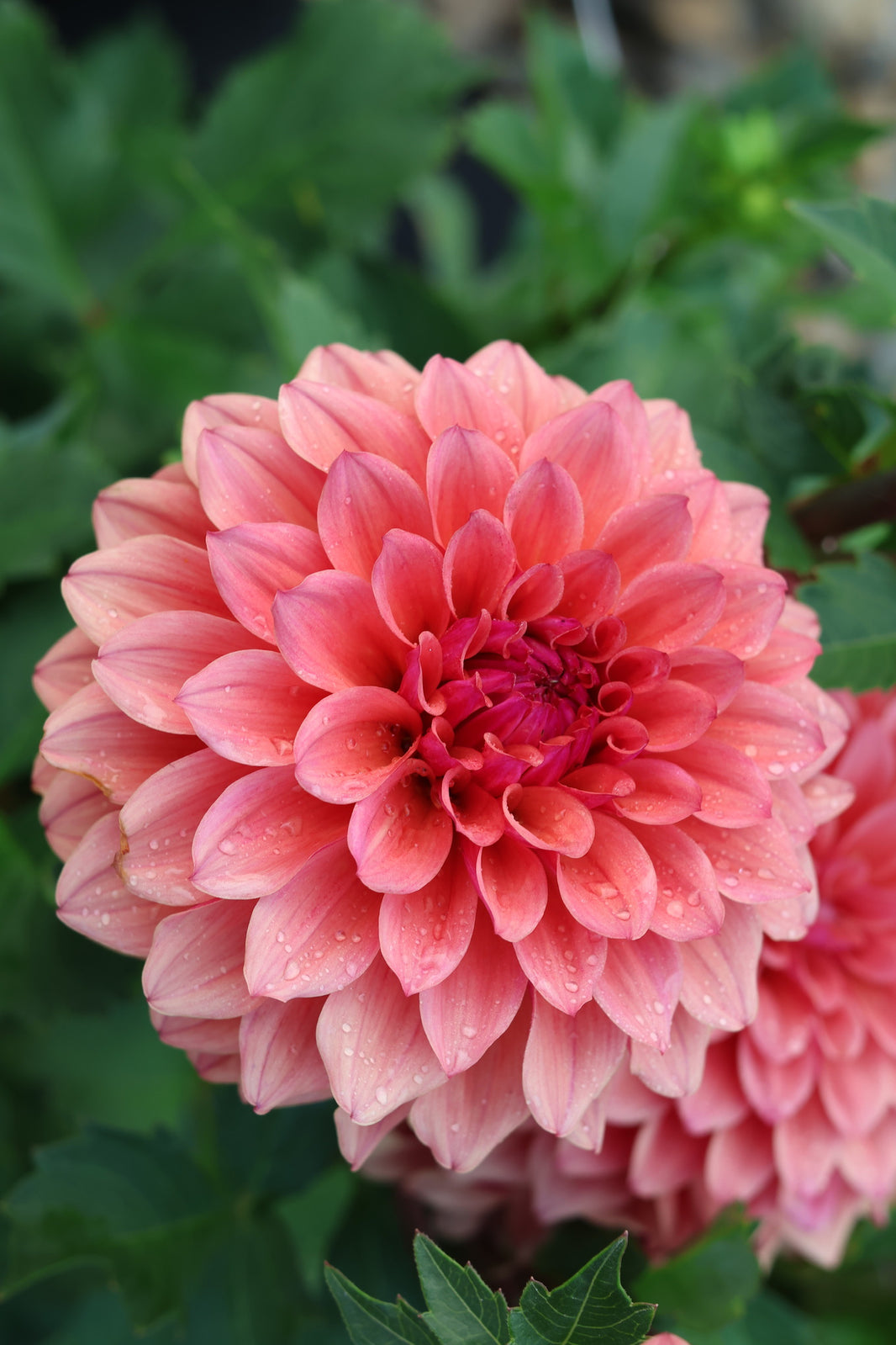 From Craig Bell’s Fields: The Bell’s Dahlia Collection – Dapper Dahlias ...