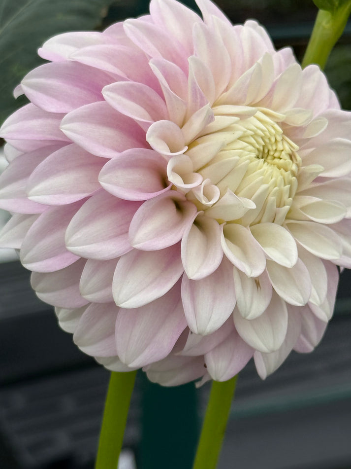 Bracken Joan Rooted Cuttings – Dapper Dahlias By Moose