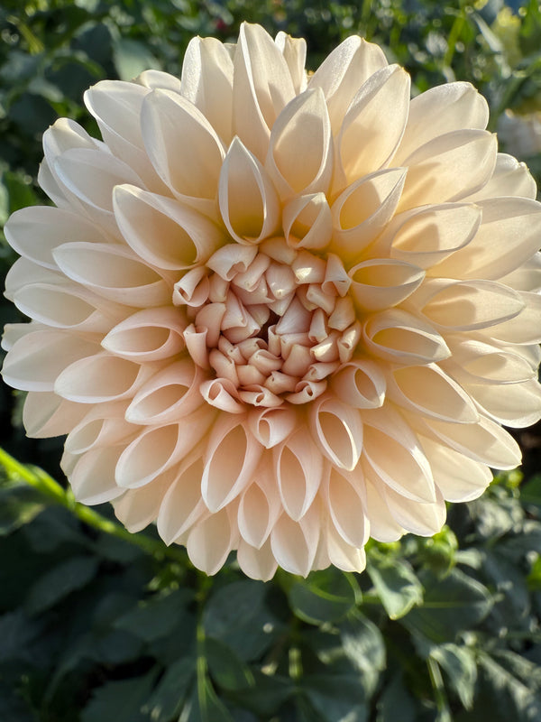 Lee's Kewpie Rooted Cuttings – Dapper Dahlias By Moose