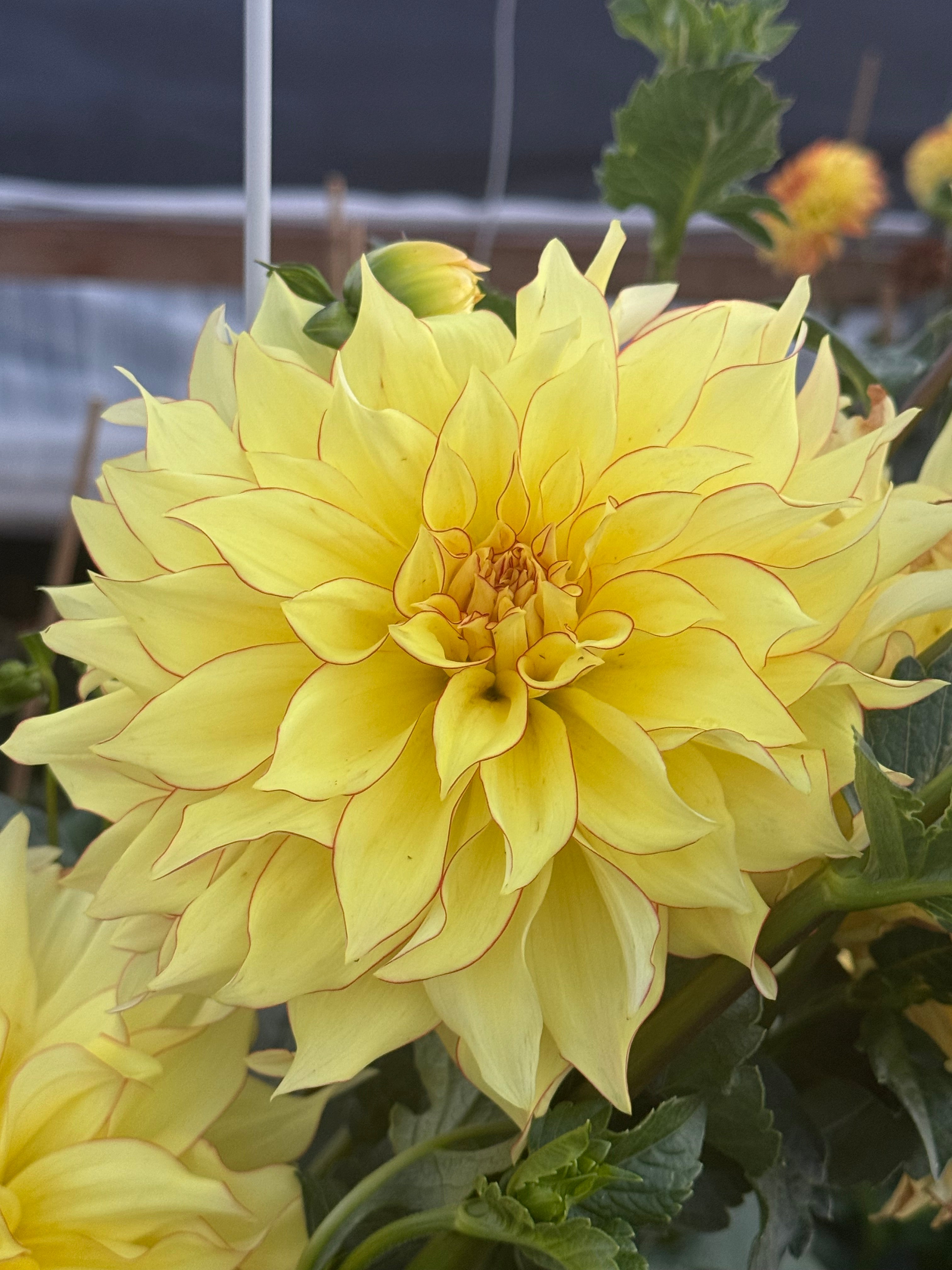 Hart’s Bonnie Rooted Cuttings – Dapper Dahlias By Moose