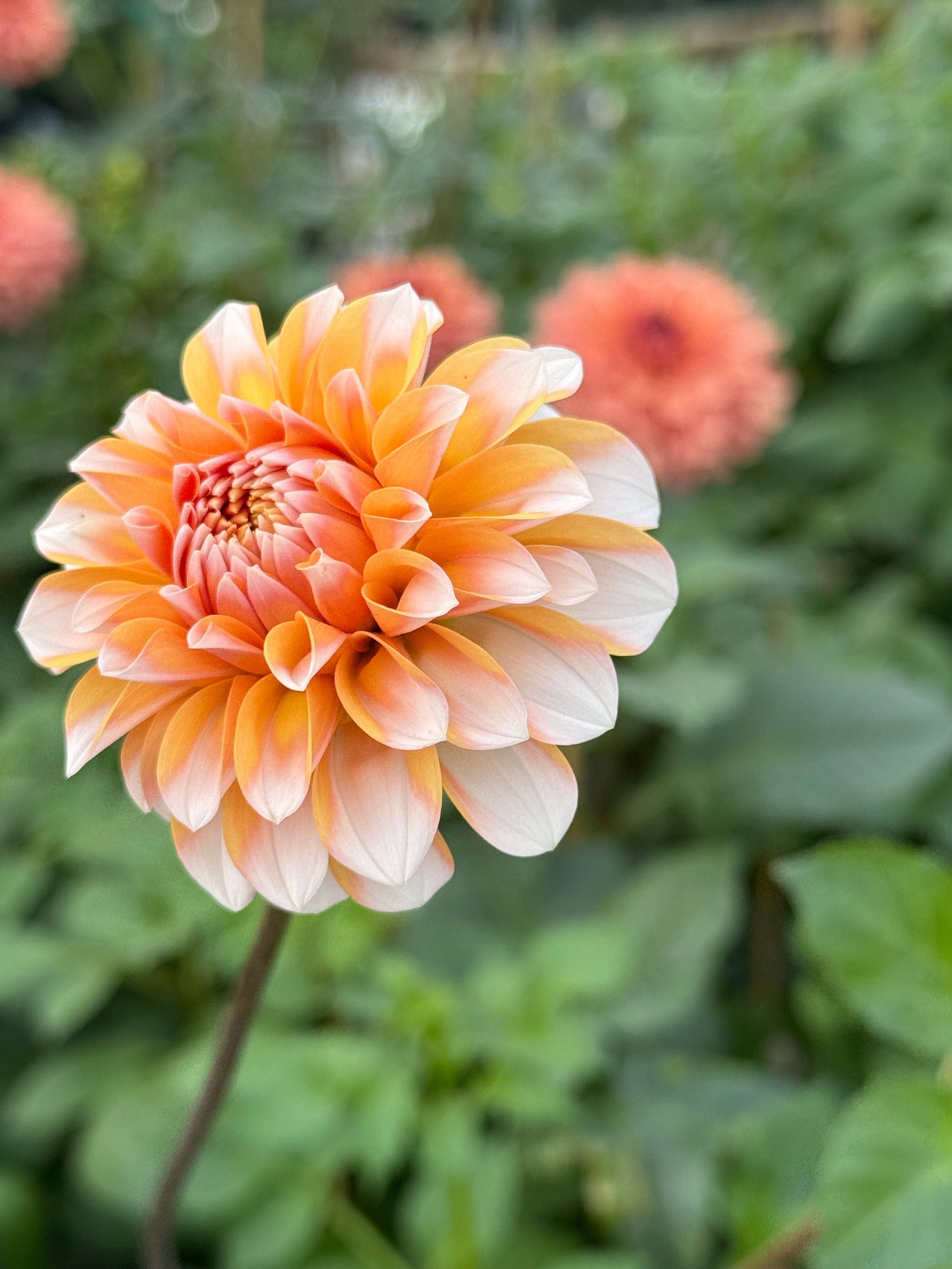 From Craig Bell’s Fields: The Bell’s Dahlia Collection – Dapper Dahlias ...