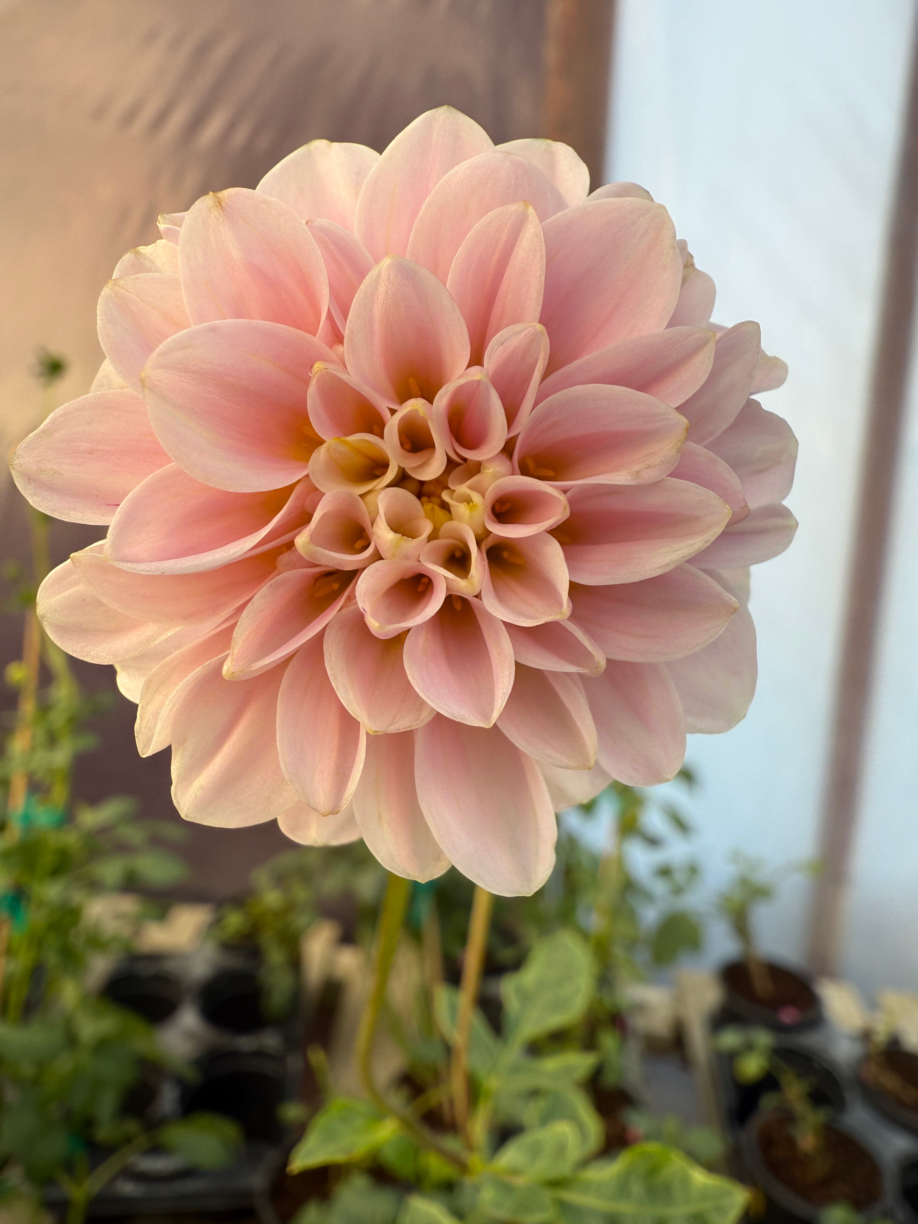 Hollyhill Pink Pearl Rooted Cuttings Shipping Apr 1 - May 15 – Dapper ...