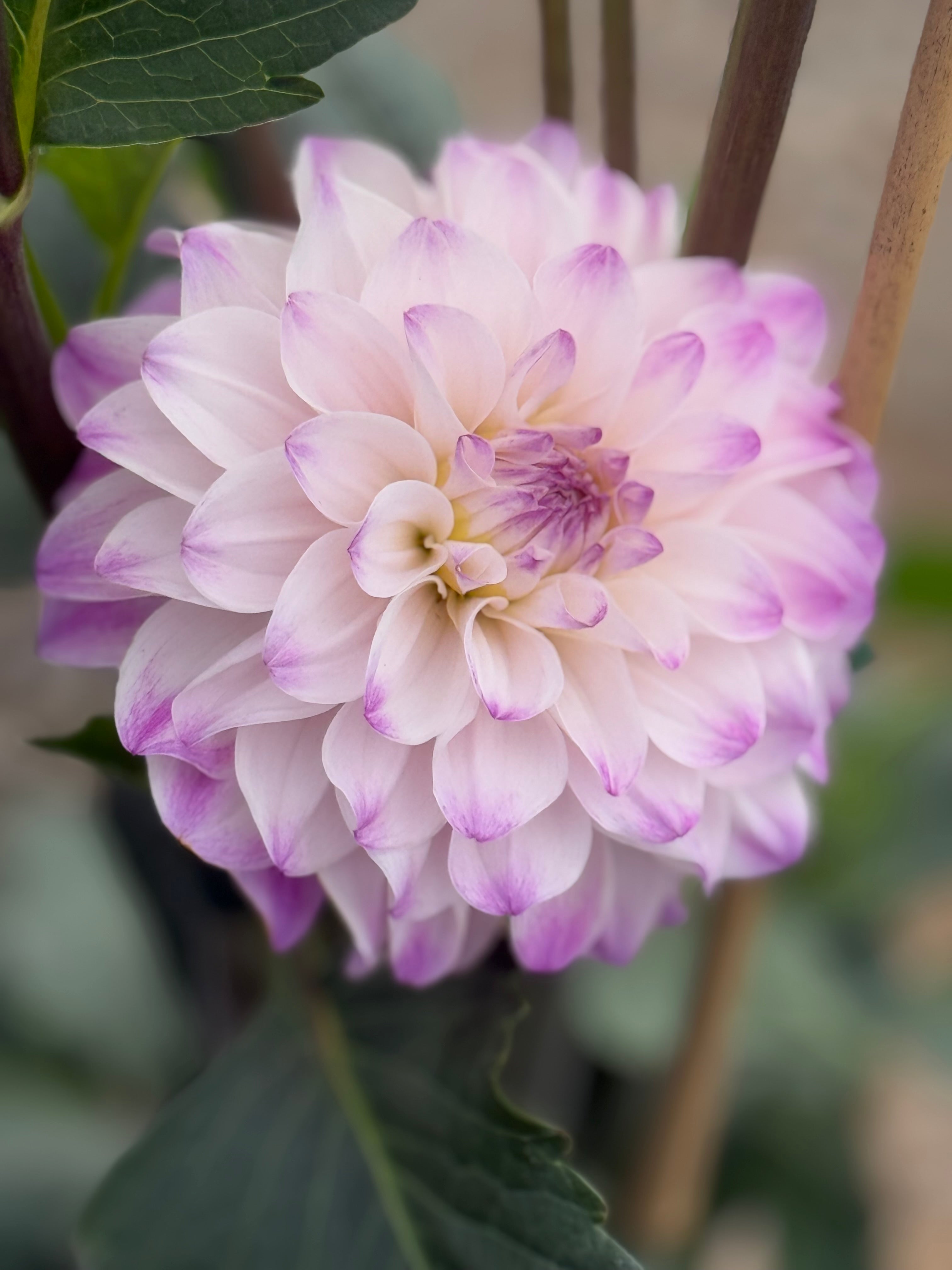 Hapet Rosa Munde Grande Quart Shipping Jan 26-28 – Dapper Dahlias By Moose
