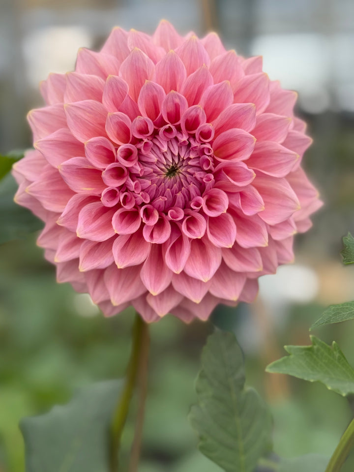 Dapper Dahlias By Moose