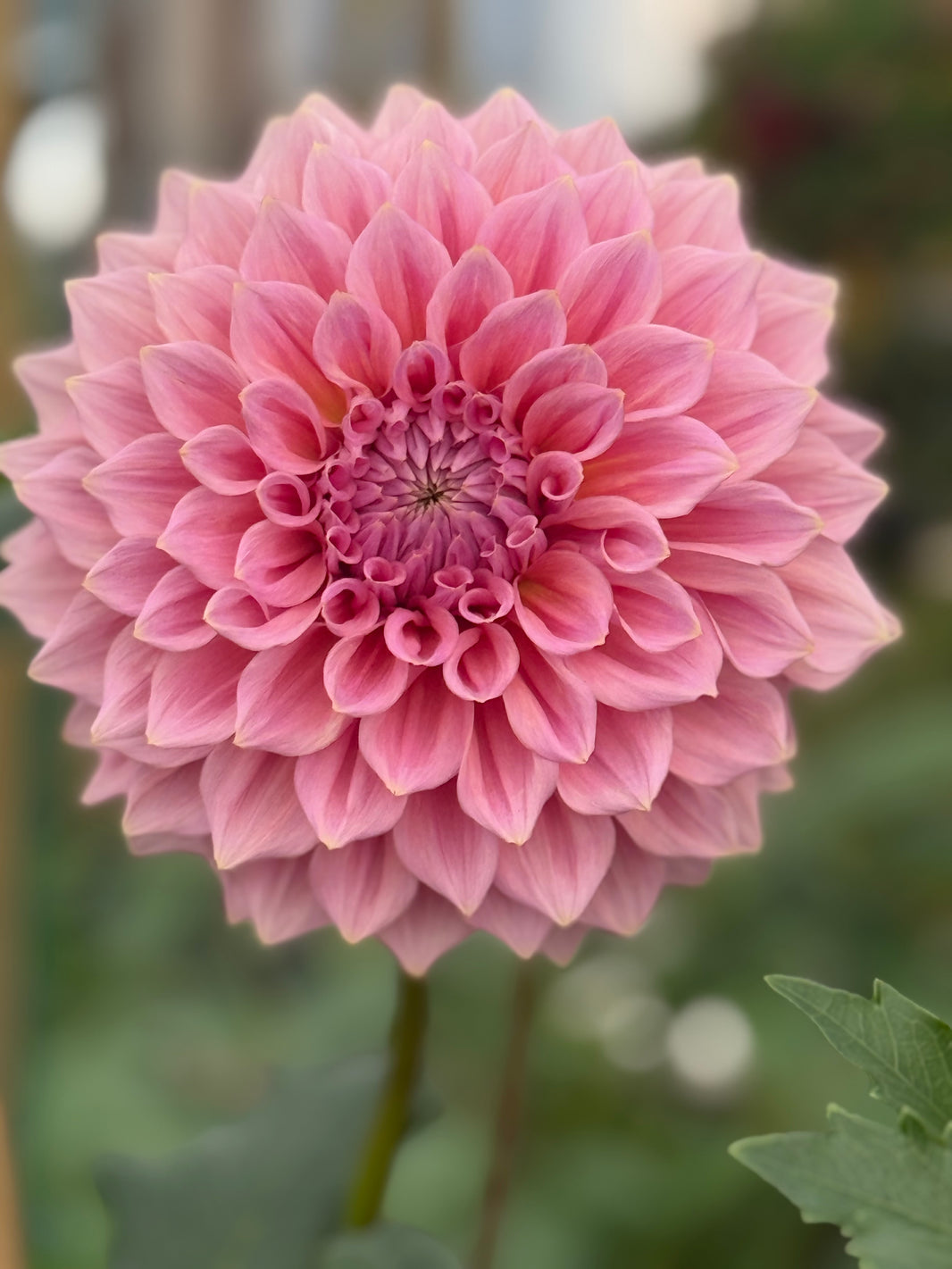 Dapper Dahlias By Moose