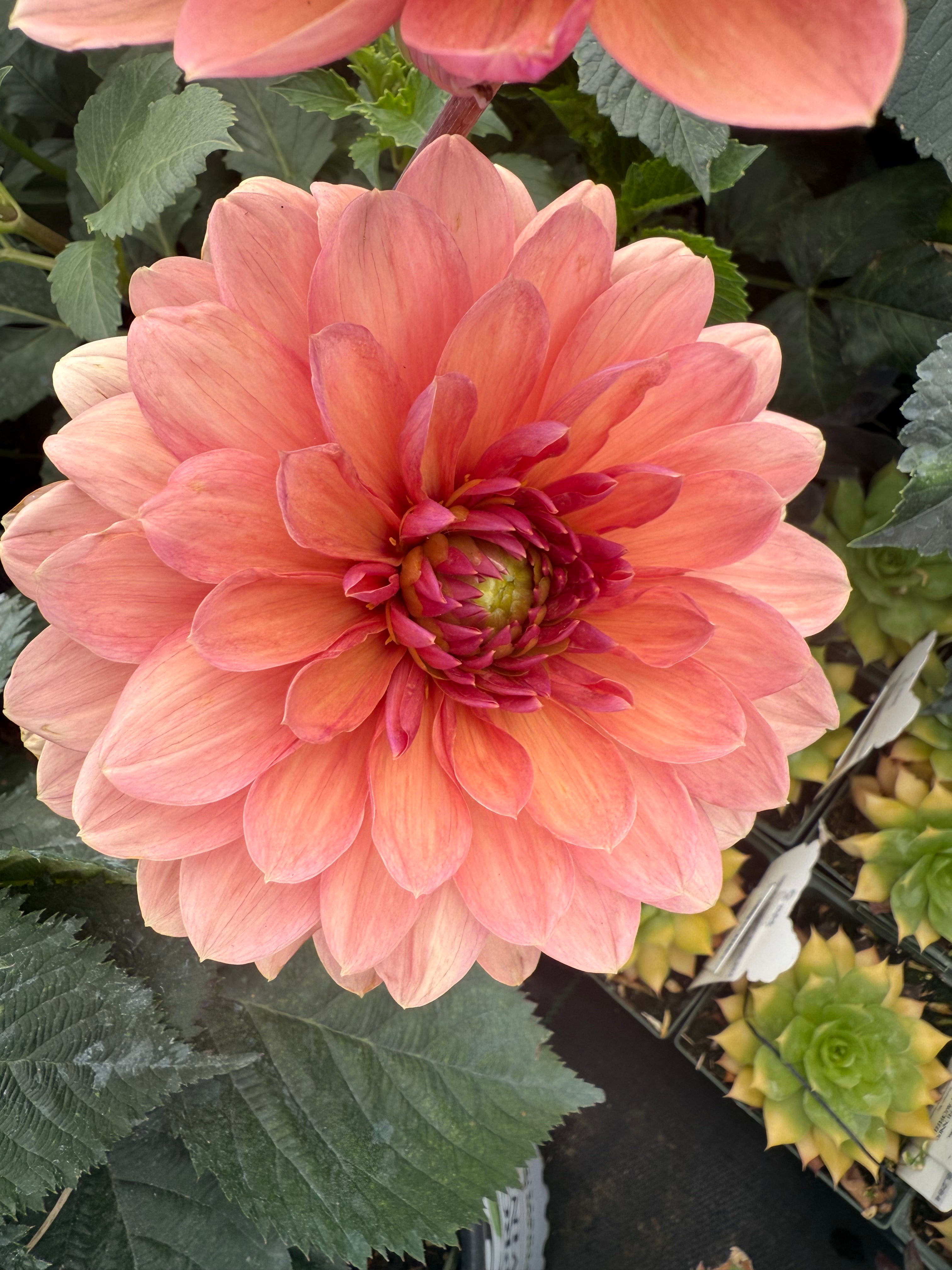 Dapper Dahlias By Moose